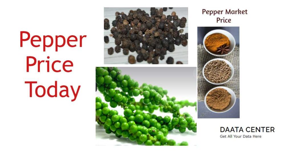 Pepper Price in Kerala Market - April 3, 2026